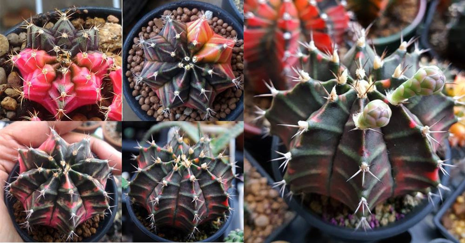 80 Seeds of Gymnocalycium Variegated Cactus MIX | Etsy