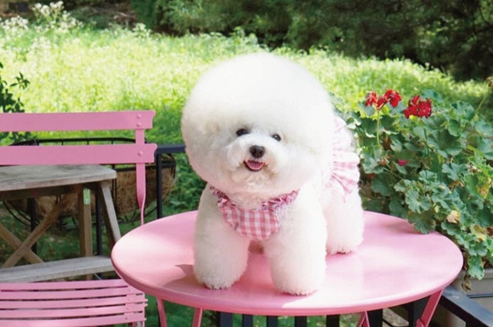 Spring Summer Dog Dress Dog Clothes Pet Dress Spring Dog Dress - Etsy