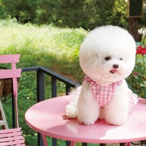 Spring Summer Dog Dress Dog Clothes Pet Dress Spring Dog Dress Puppy ...