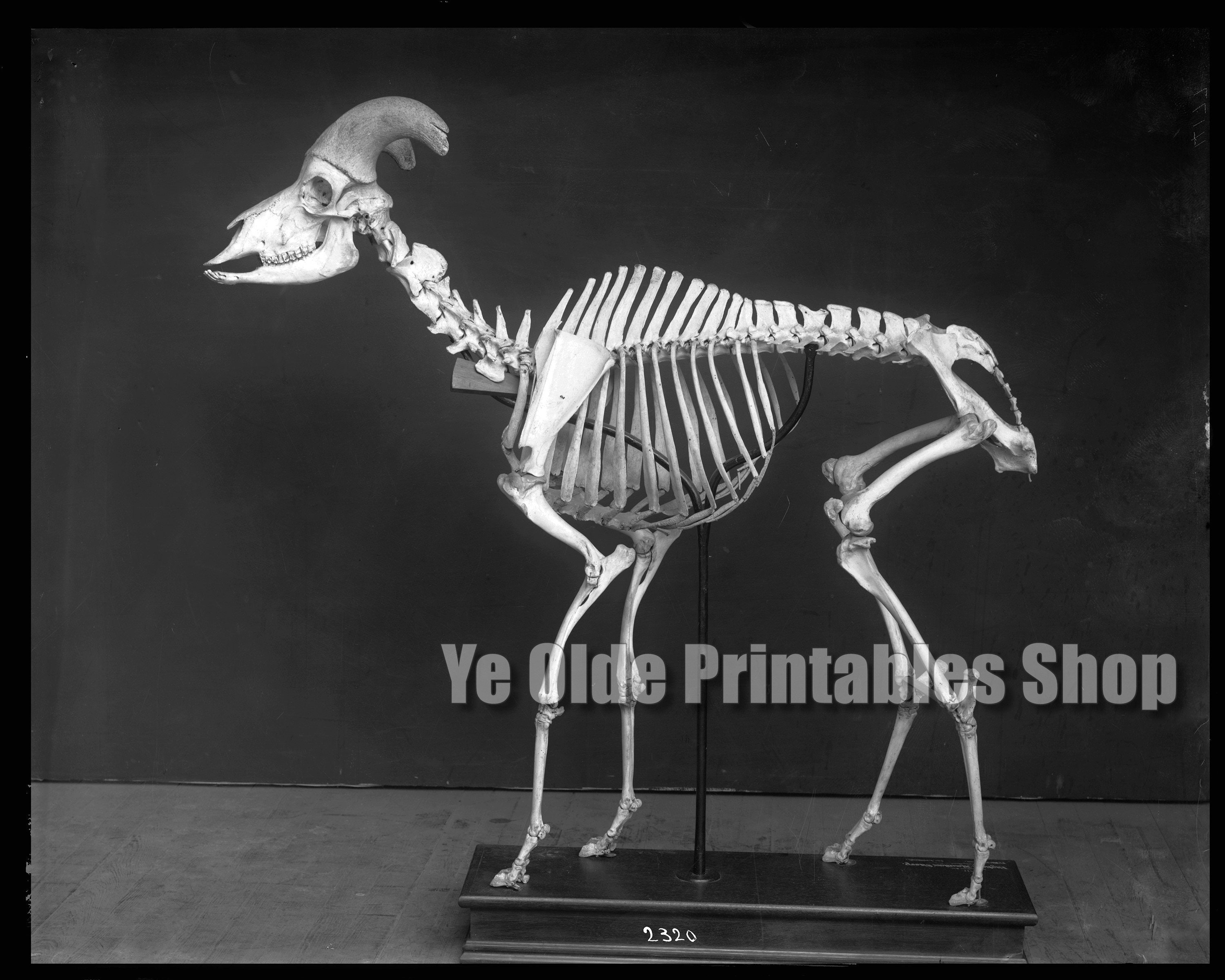 Creepy Bighorn Sheep Mounted Skeleton Vintage Oddities Home Decor ...