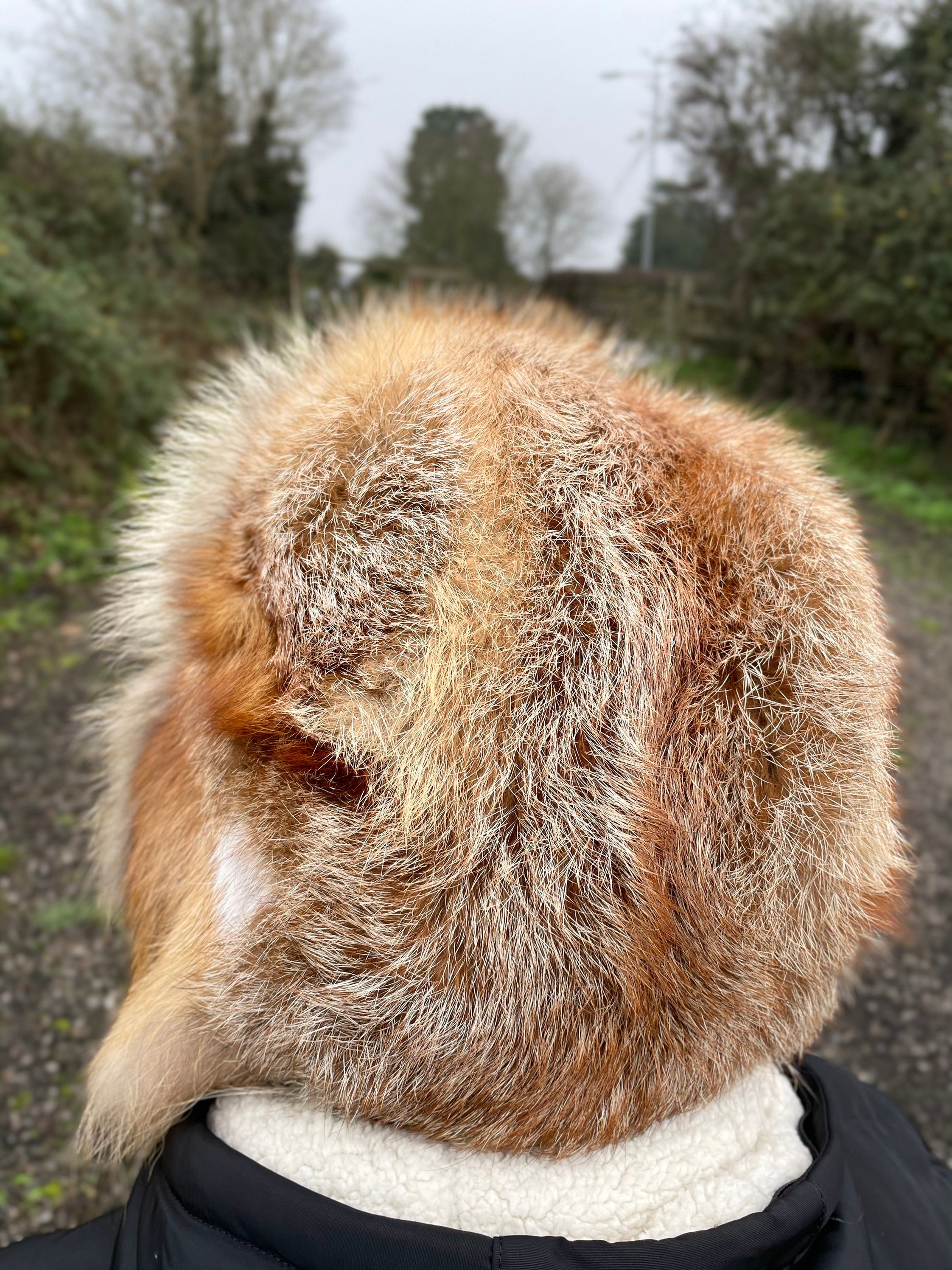 Red Fox / Raccoon Front Natural Full Mens Hat Trappers Ushanka ...