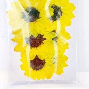 Dried Pressed 6 Sunflower Pack Red | Etsy