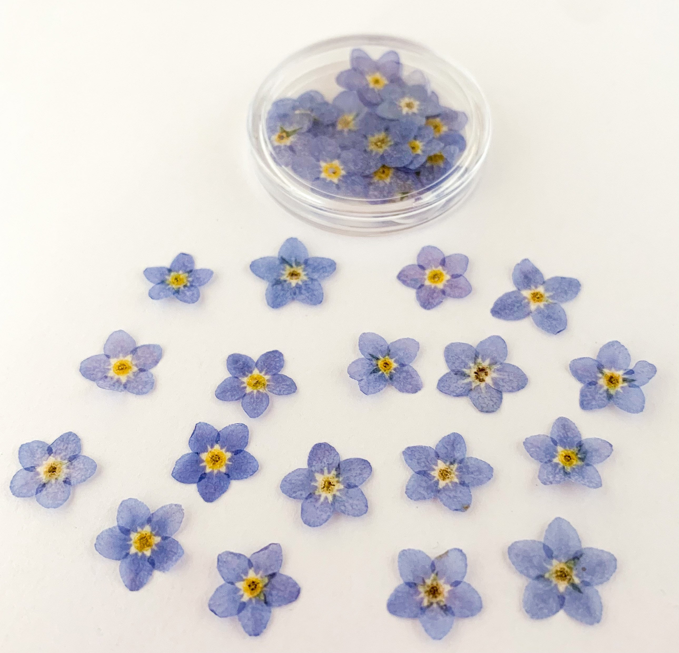 Dried Pressed Forget Me Nots Flowers 20 Pcs Pots - Etsy UK