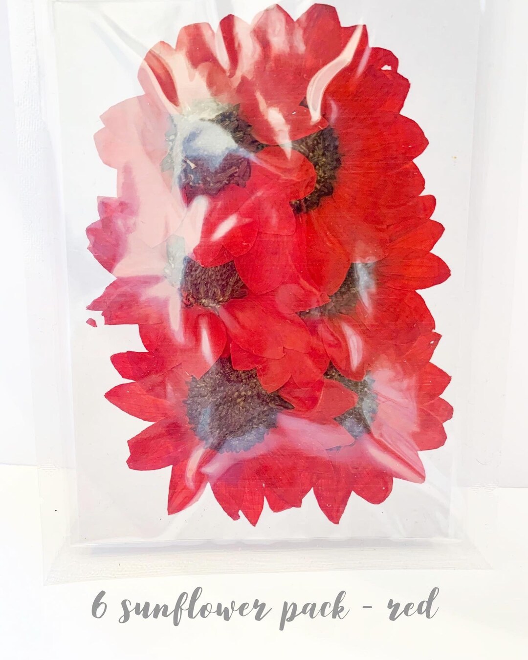 Dried Pressed 6 Sunflower Pack - Red - Etsy UK