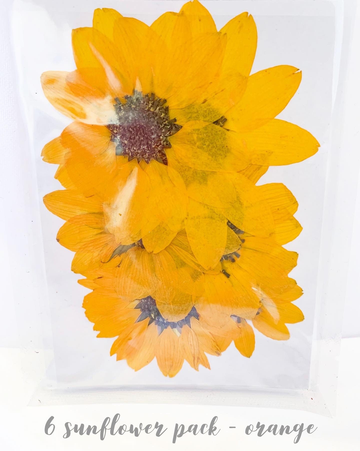 Dried Pressed 6 Sunflower Pack Red | Etsy