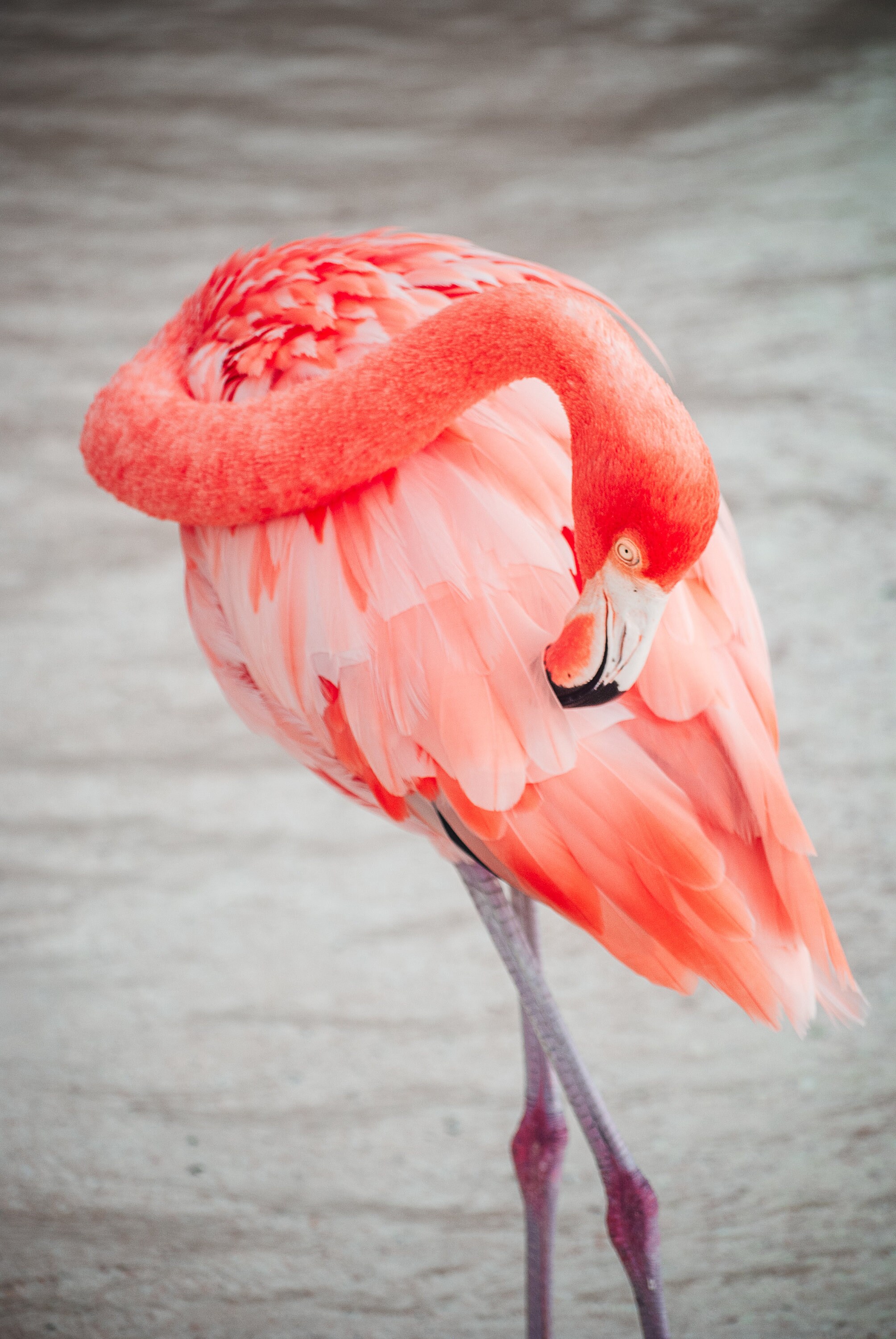 Flamingo Photo Print - Nature Wall Art Aruba Photography Beach Print ...