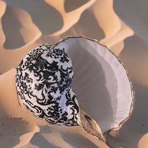 Decoupage Black and White Print Sea Shell With Gold Trim, Coastal Home ...