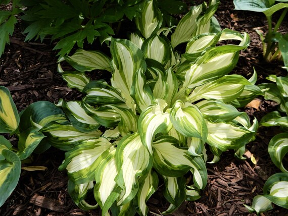 HOSTA UNDULATA Variegated/ Wavy Plantain Lilies Perennial - Etsy