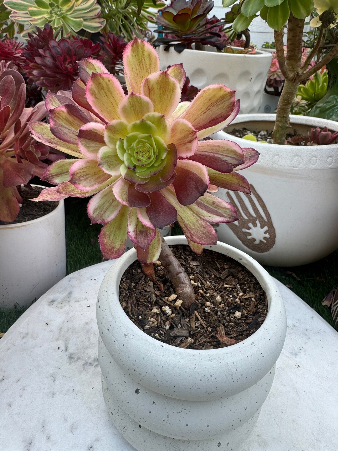 Aeonium Ink Painting - Etsy