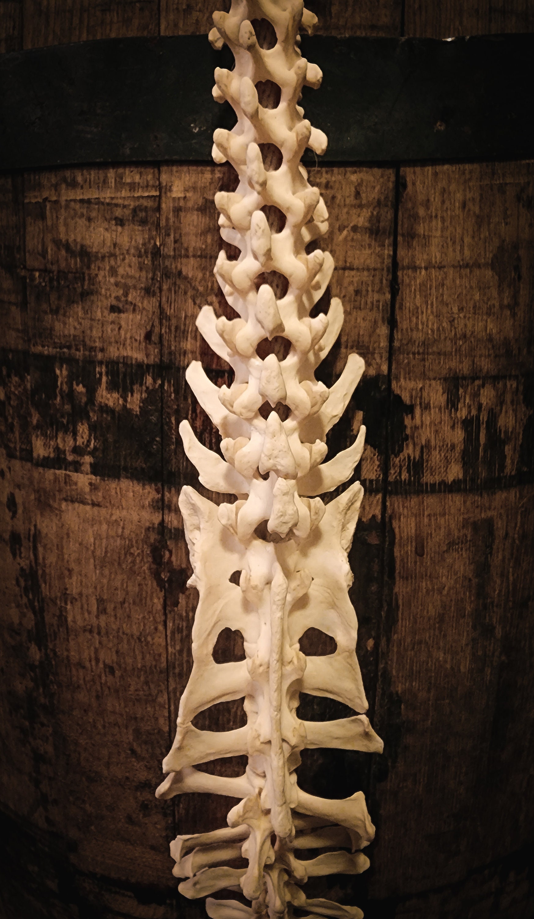 Real Skeleton Spine