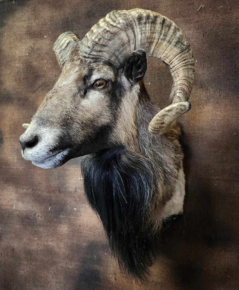 Taxidermy Ram Shoulder Mount, Real Horns - Etsy