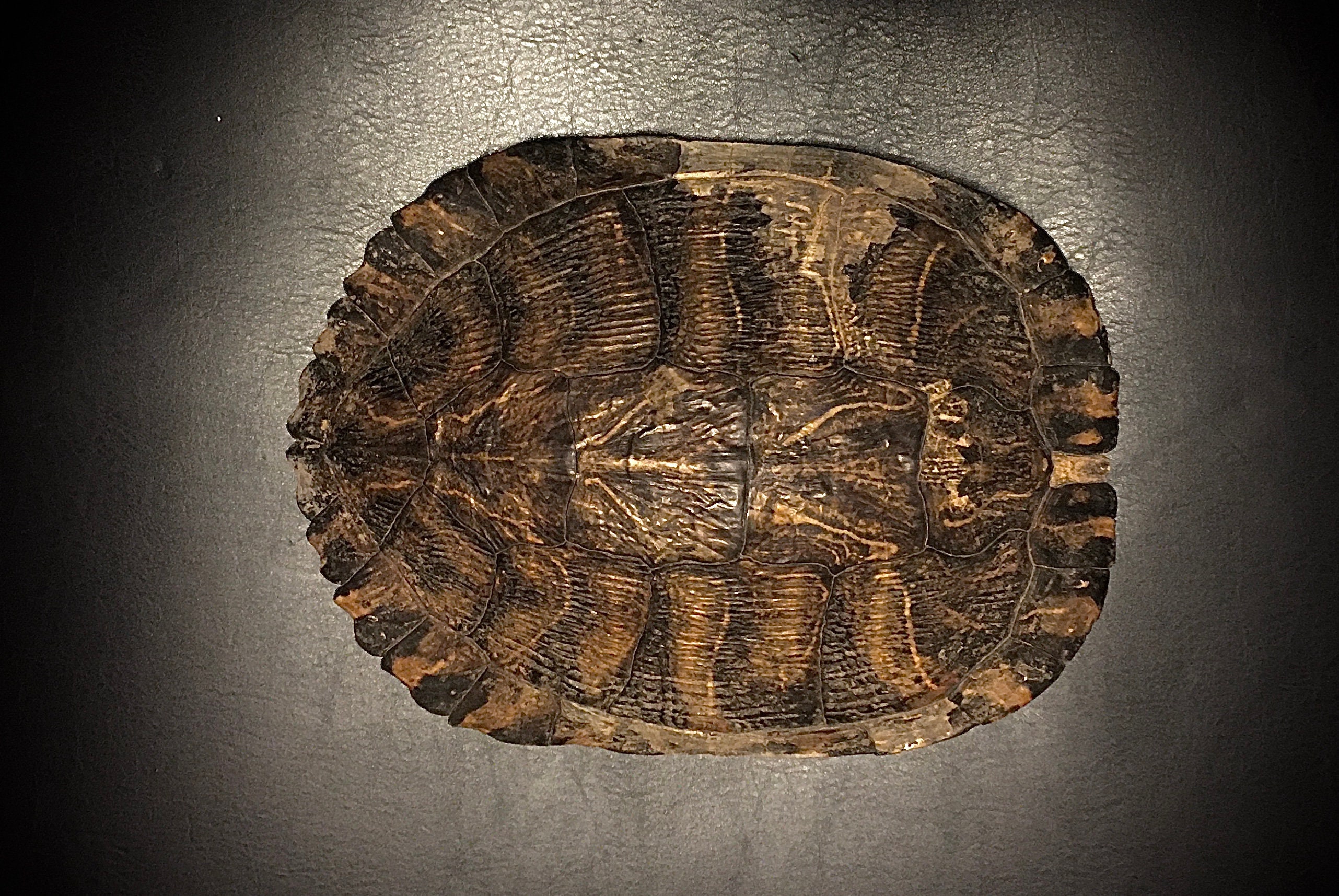 Real Turtle Shell for sale | Only 3 left at -60%