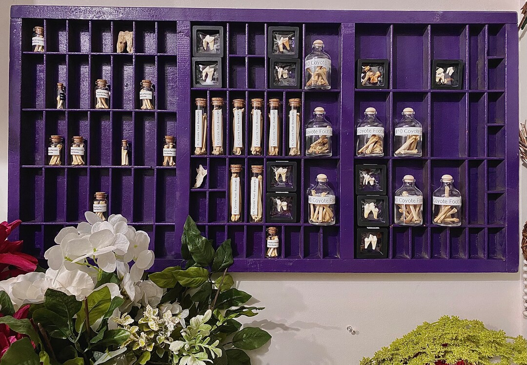 Bones // Coyote // Raccoon // Oddities // Bobcat // - Etsy