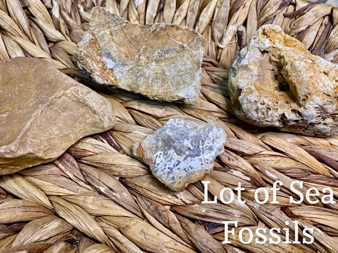 Lot of Sea Fossils / Sea Fossils / - Etsy