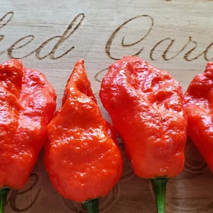 Amity Red ( Amityville) Pepper Seeds. Created by Inked Gardener LLC. - Etsy