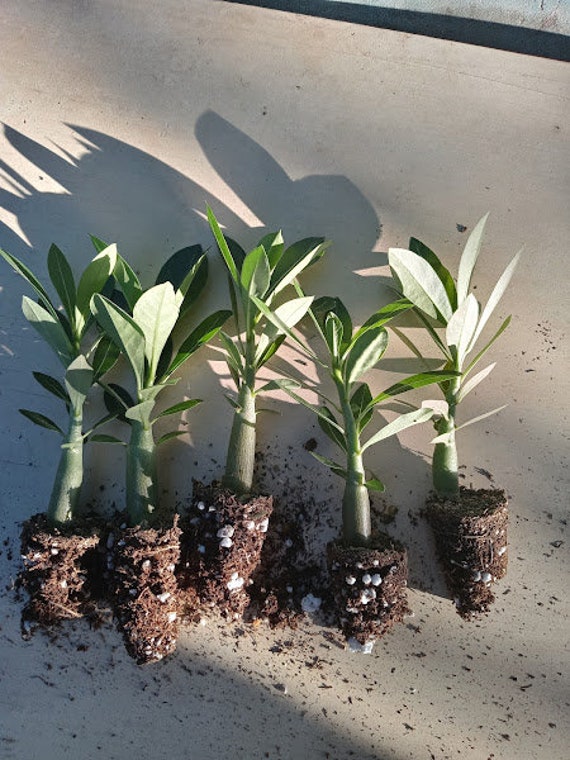 Desert Rose Soil Mix