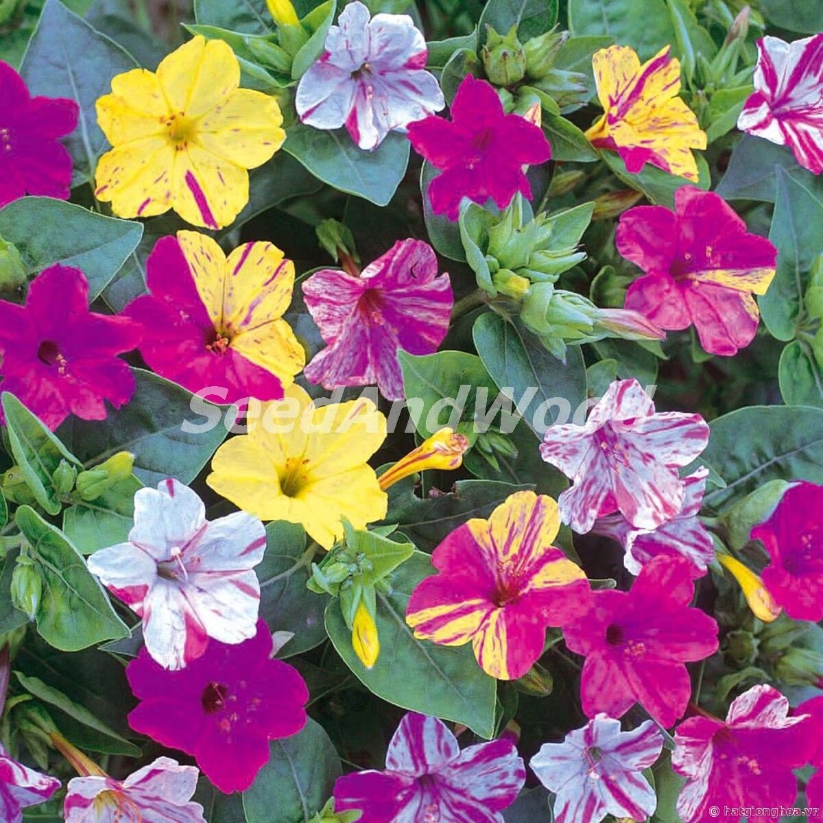 Mirabilis Seeds Night Beauty mirabilis Seedsorganic Seeds - Etsy Canada