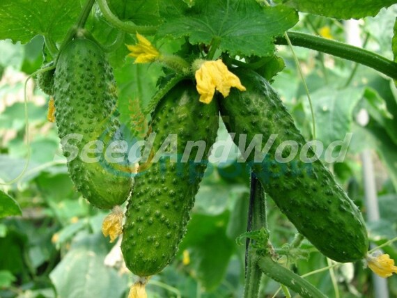 Cucumber Pioneer F1 Cucumber Seeds Organic Seeds 236 - Etsy UK