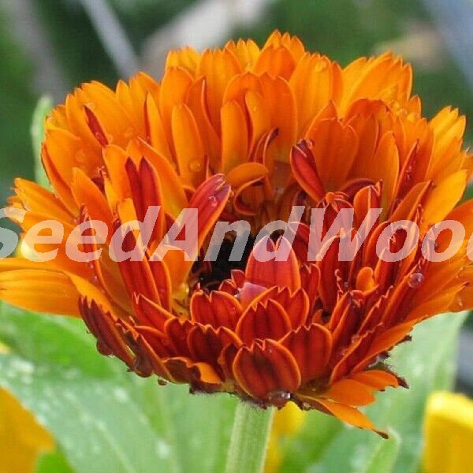 Calendula Seeds Indian Princecalendula Seeds organic Seeds | Etsy