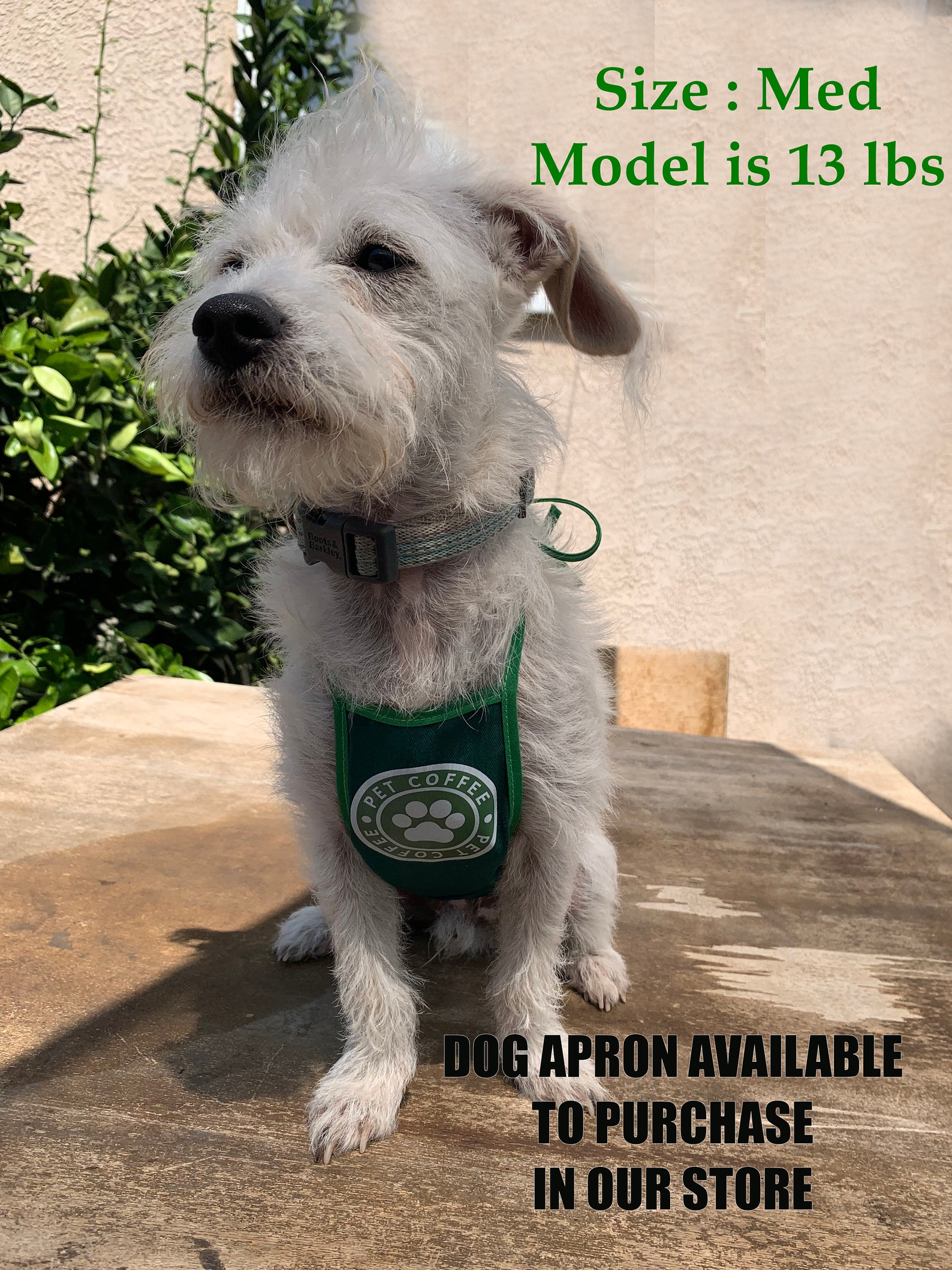 Starbucks Apron Hat or Cap Adult and Teen Halloween - Etsy