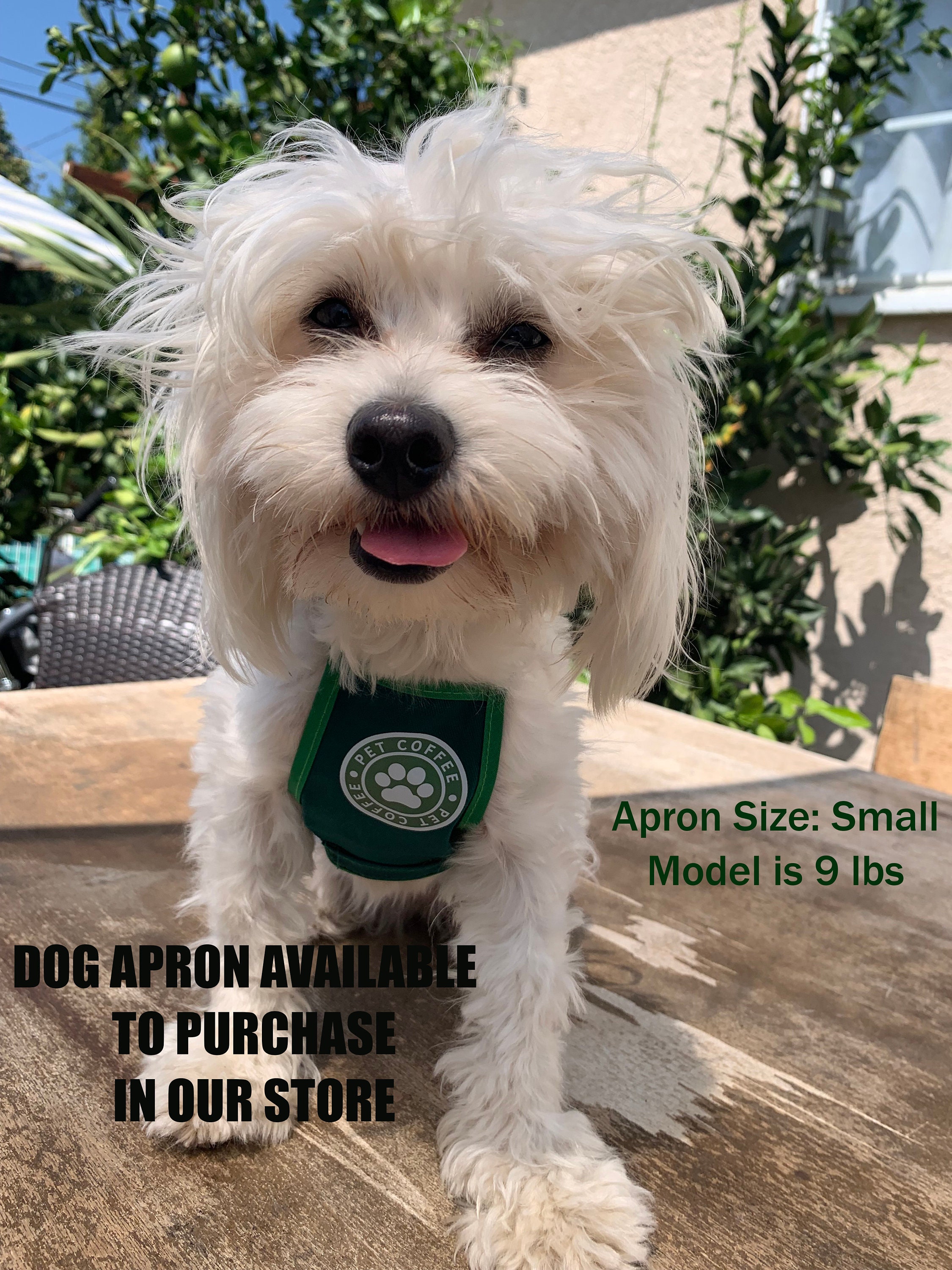 Starbucks Apron Hat or Cap Adult and Teen Halloween - Etsy