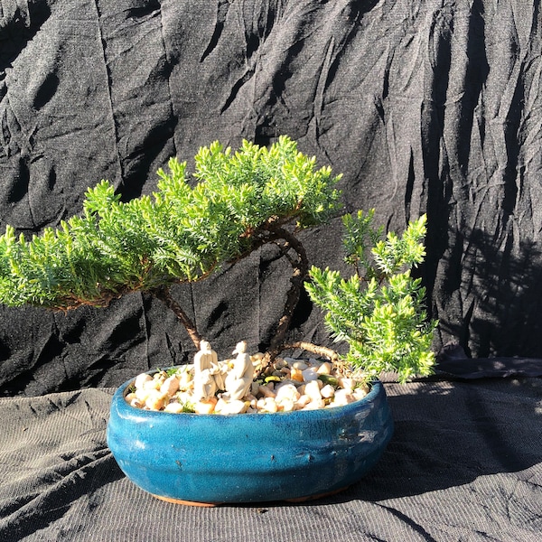 Japanese Juniper - Etsy