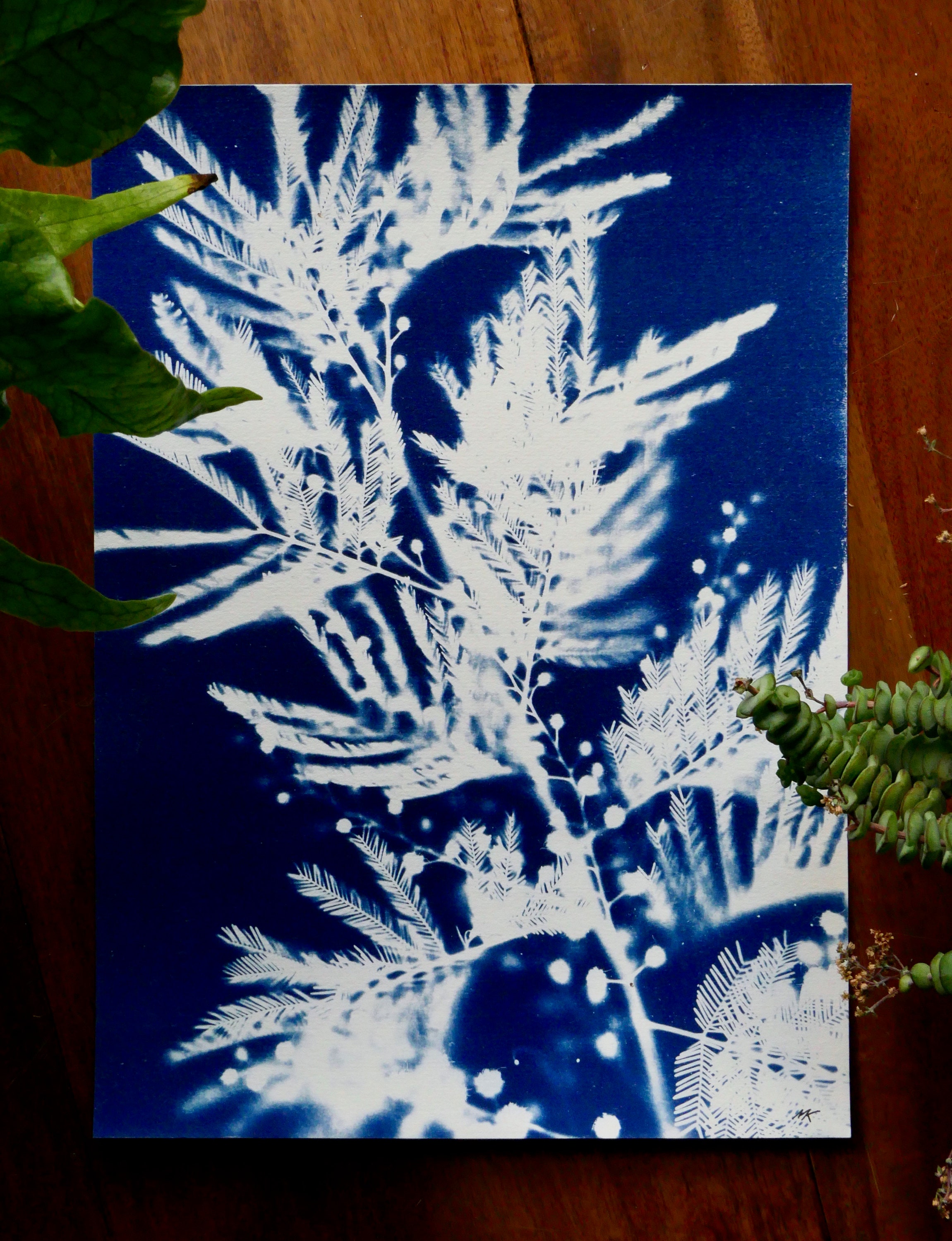 Mimosa Wall Art A4 Original Cyanotype, Handmade, Unique - Etsy