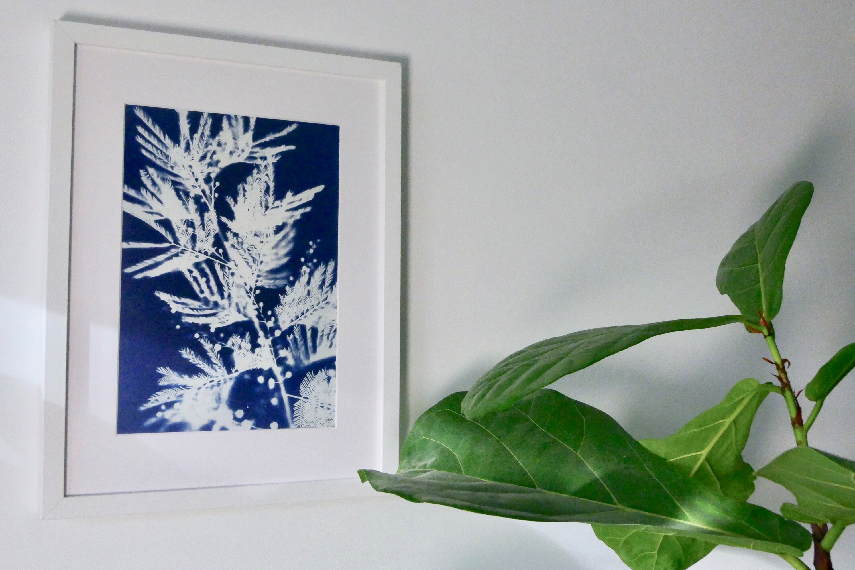 Mimosa Wall Art A4 Original Cyanotype, Handmade, Unique - Etsy