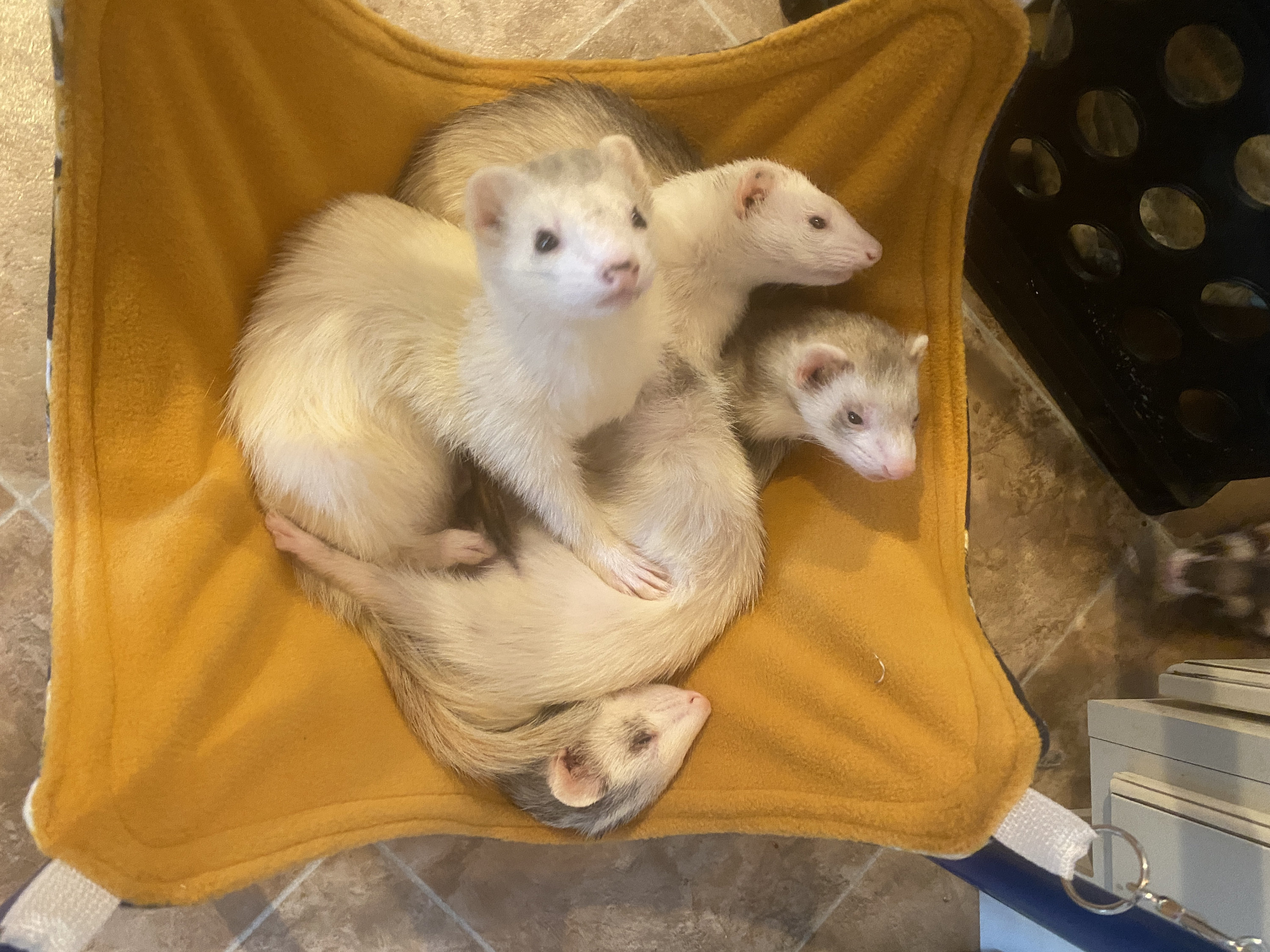 XL 14 Winter Forest Animals Cabana for Ferrets Guinea - Etsy