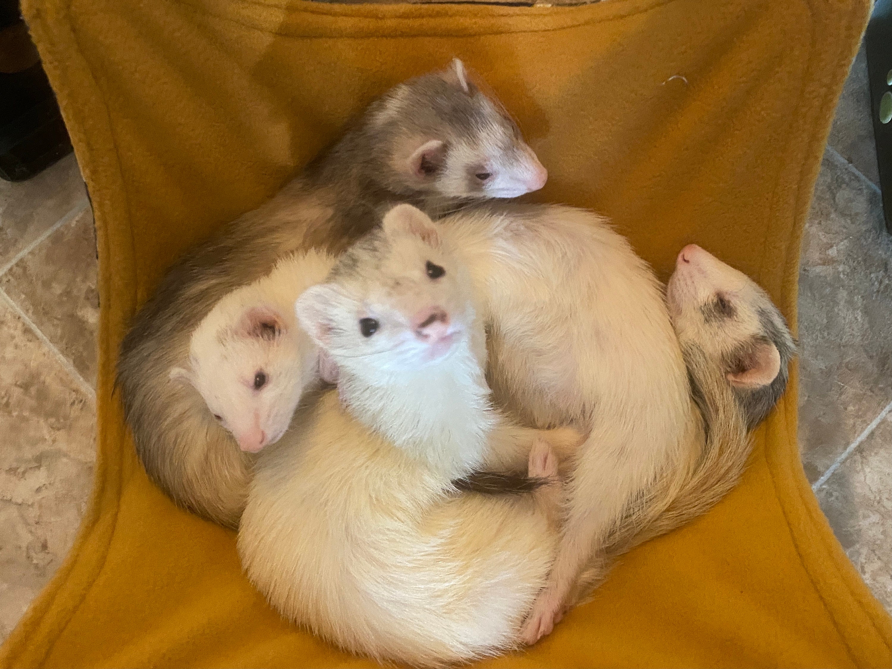 XL 14 Winter Forest Animals Cabana for Ferrets Guinea - Etsy