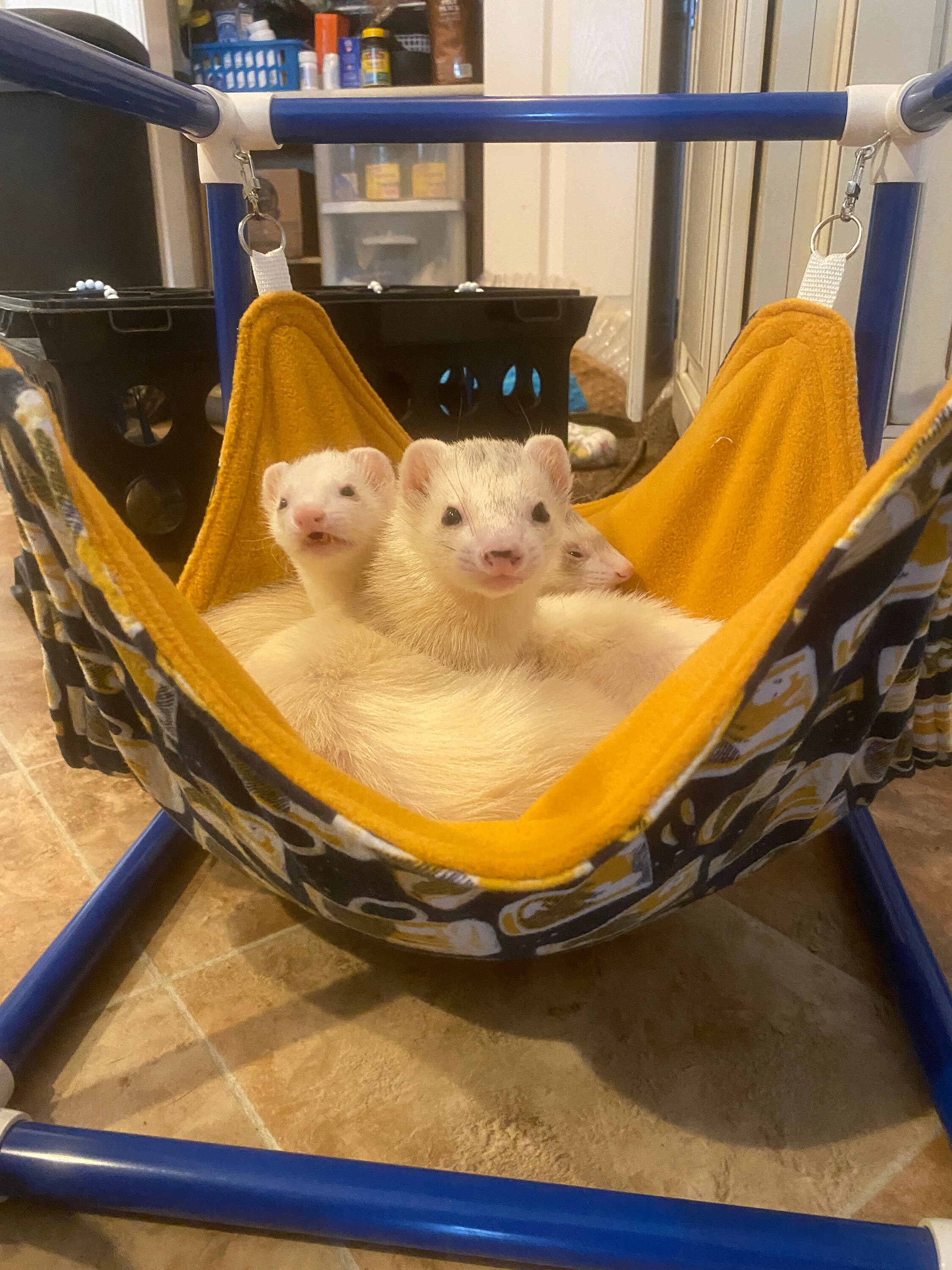 XL 14 Winter Forest Animals Cabana for Ferrets Guinea - Etsy