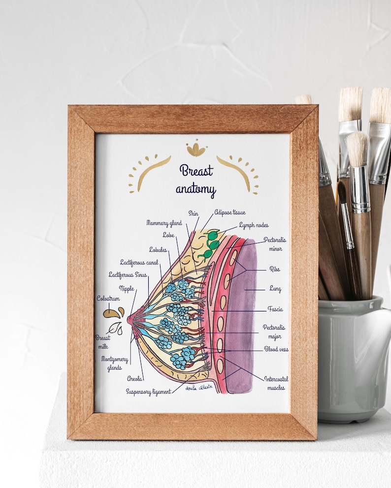 Digital Illustration Breast Anatomy 1 EN - Etsy