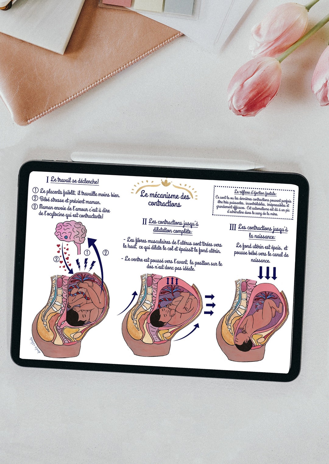 Digital Illustration - the Mechanism of Contractions 2 EN - Etsy