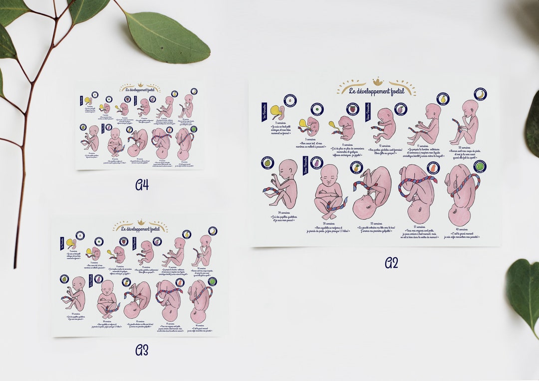 Poster Fetal Development 1 FR - Etsy