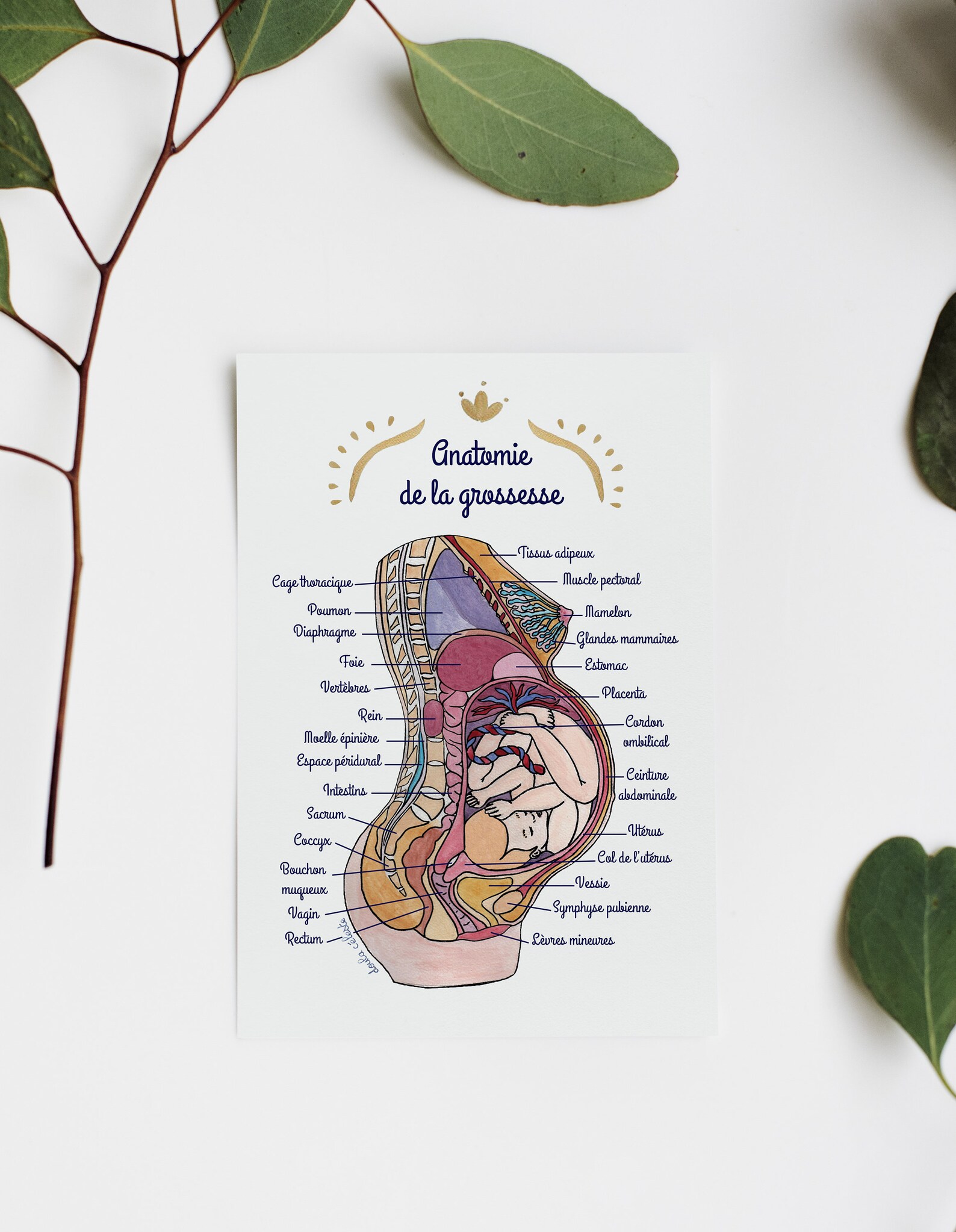 Illustration numérique anatomie de la grossesse 1 FR - Etsy France