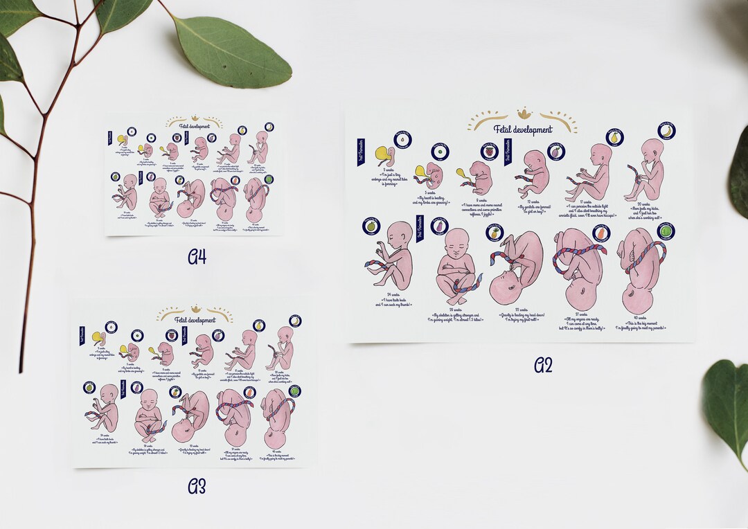 Poster the Fetal Development 1 EN - Etsy