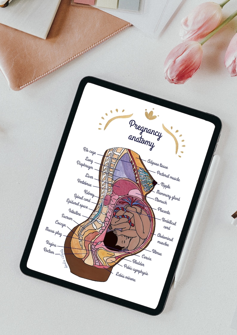 Digital Illustration Anatomy Pregnancy 2 EN - Etsy