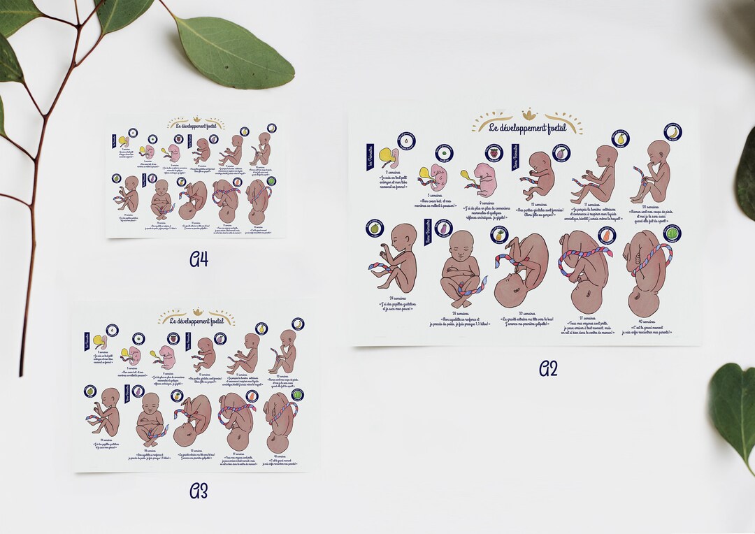Poster Fetal Development 2 FR - Etsy