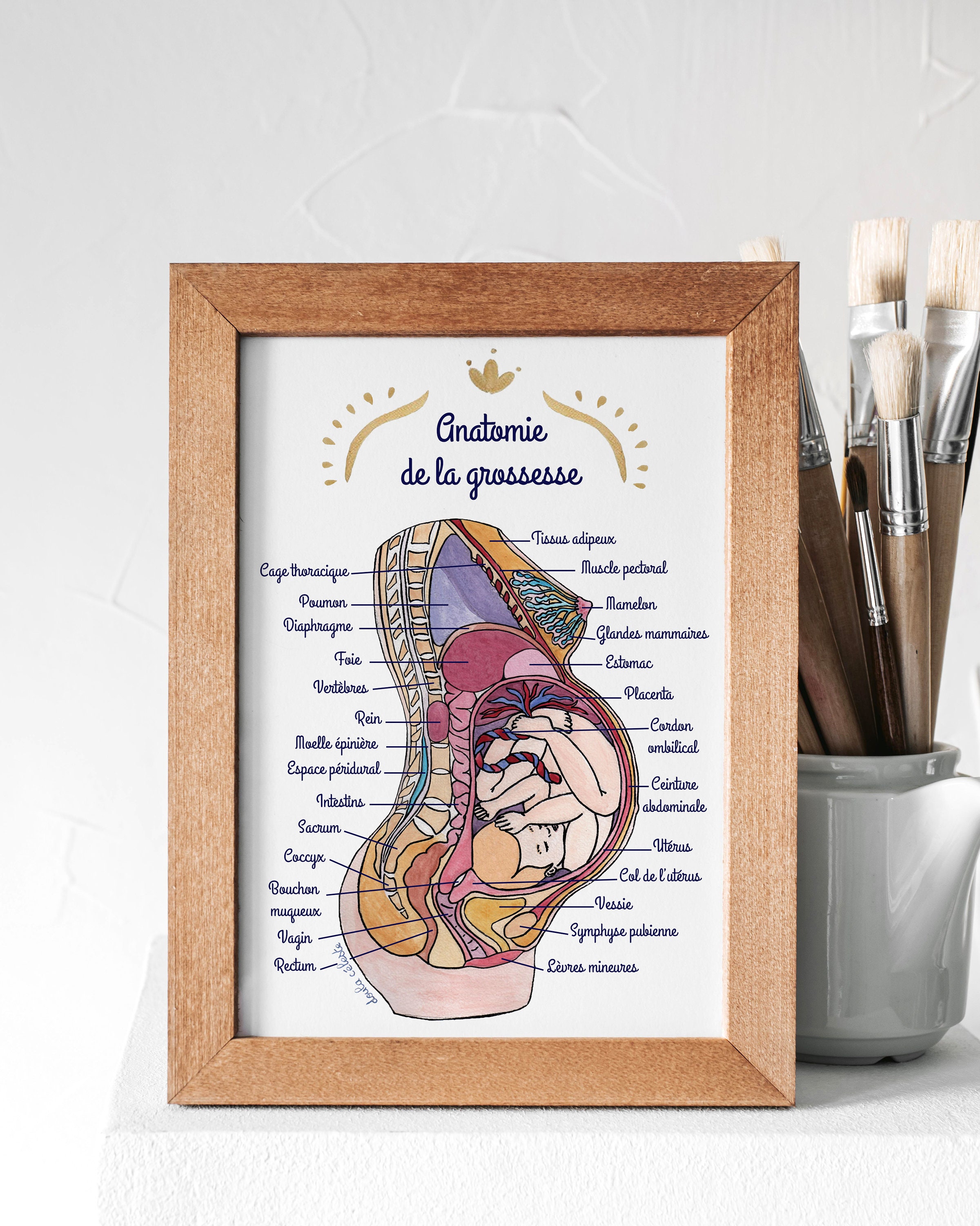 Illustration numérique anatomie de la grossesse 1 FR - Etsy France