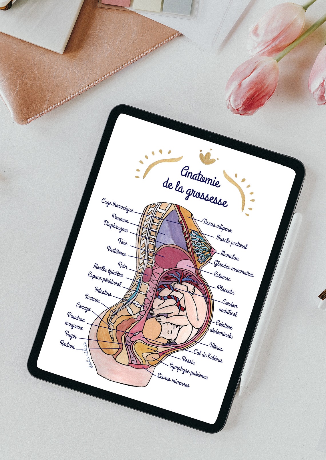Illustration numérique anatomie de la grossesse 1 FR - Etsy France