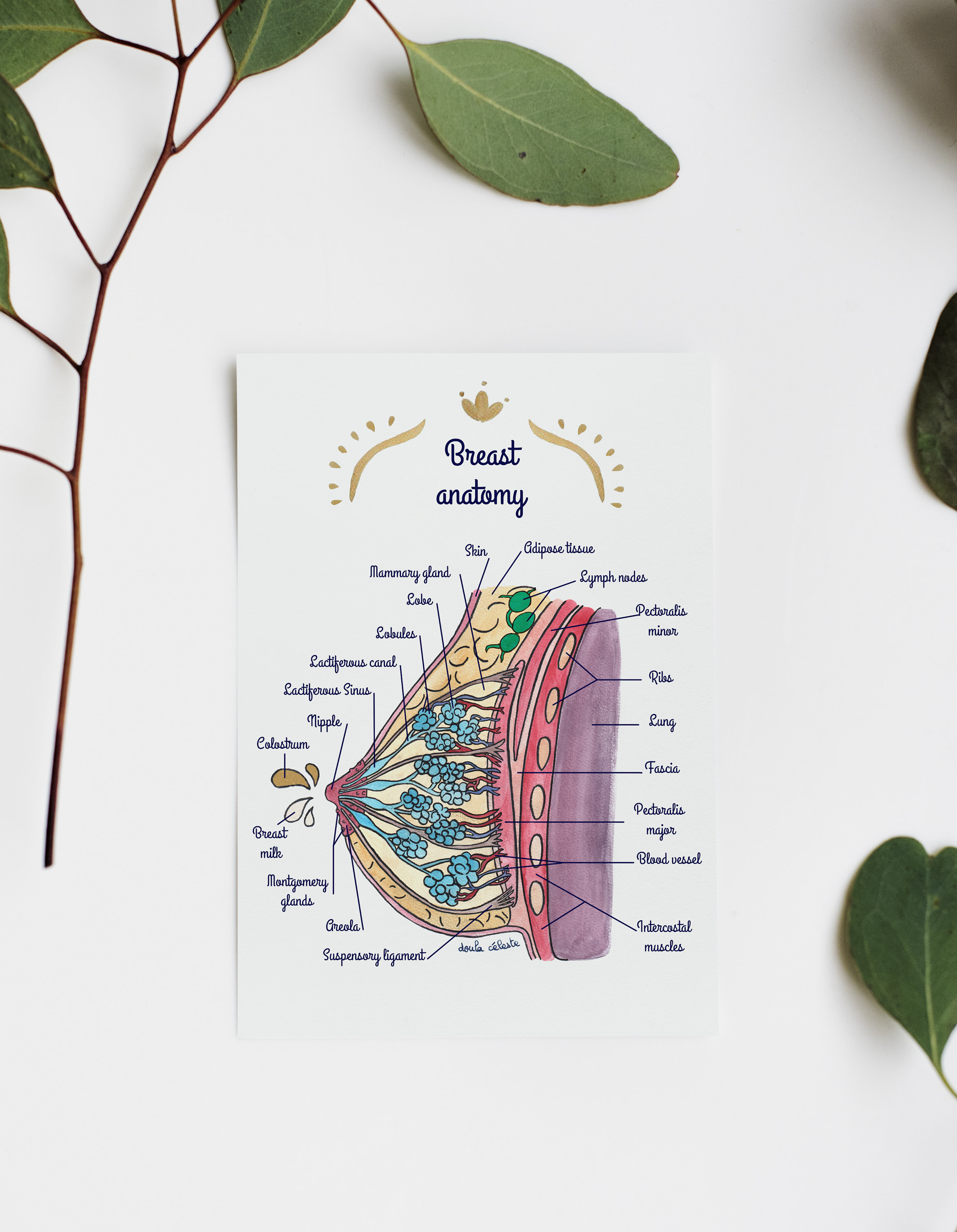 Digital Illustration Breast Anatomy 1 EN - Etsy
