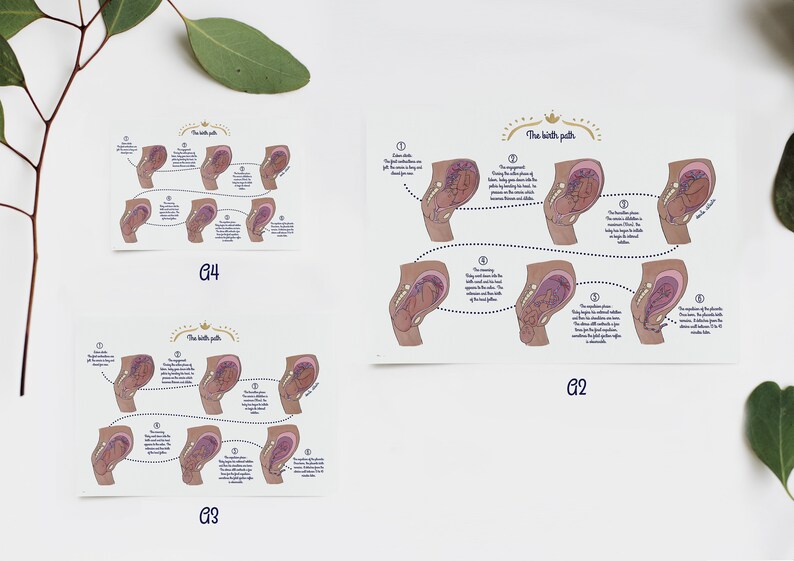 Poster - the Birth Path 2 EN - Etsy