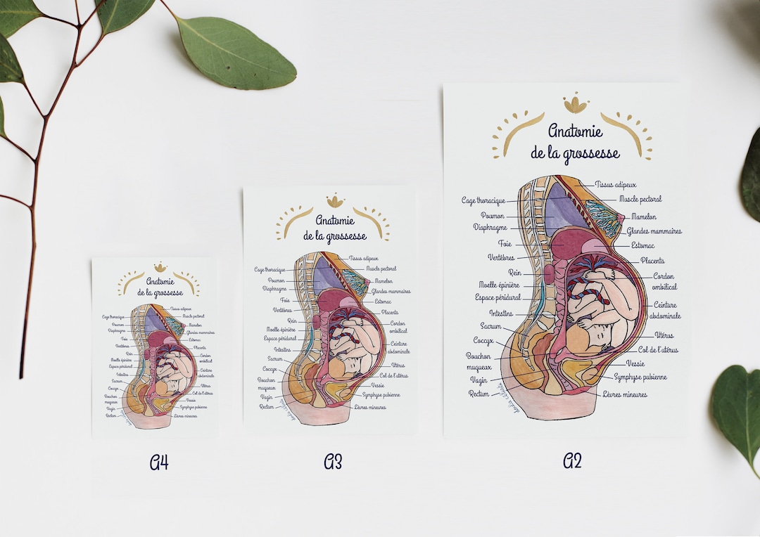 Poster L'anatomie de la grossesse 1 FR - Etsy France