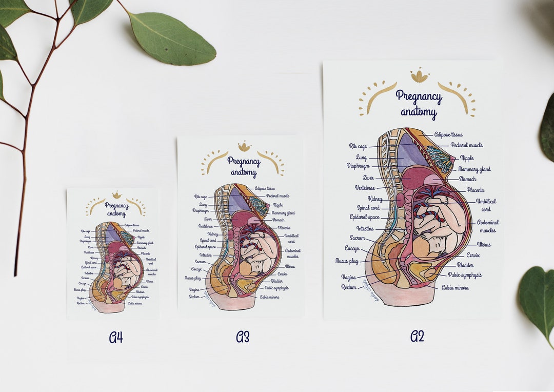 Poster - Pregnancy Anatomy 1 EN - Etsy