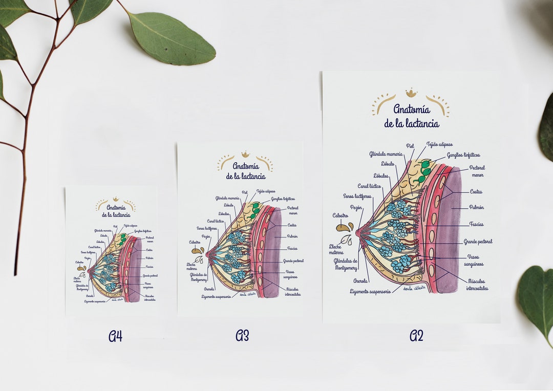 Poster Anatomy of Breastfeeding 1 EN - Etsy