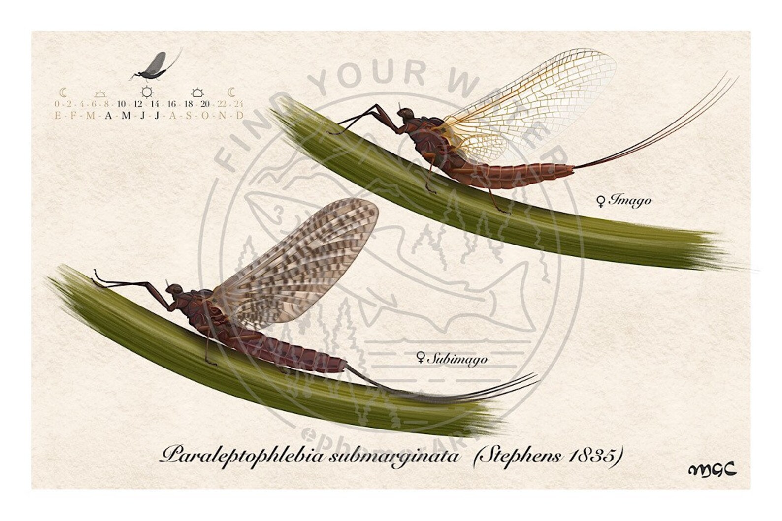 Ilustraciones en Grupo Ephemeroptera | Etsy