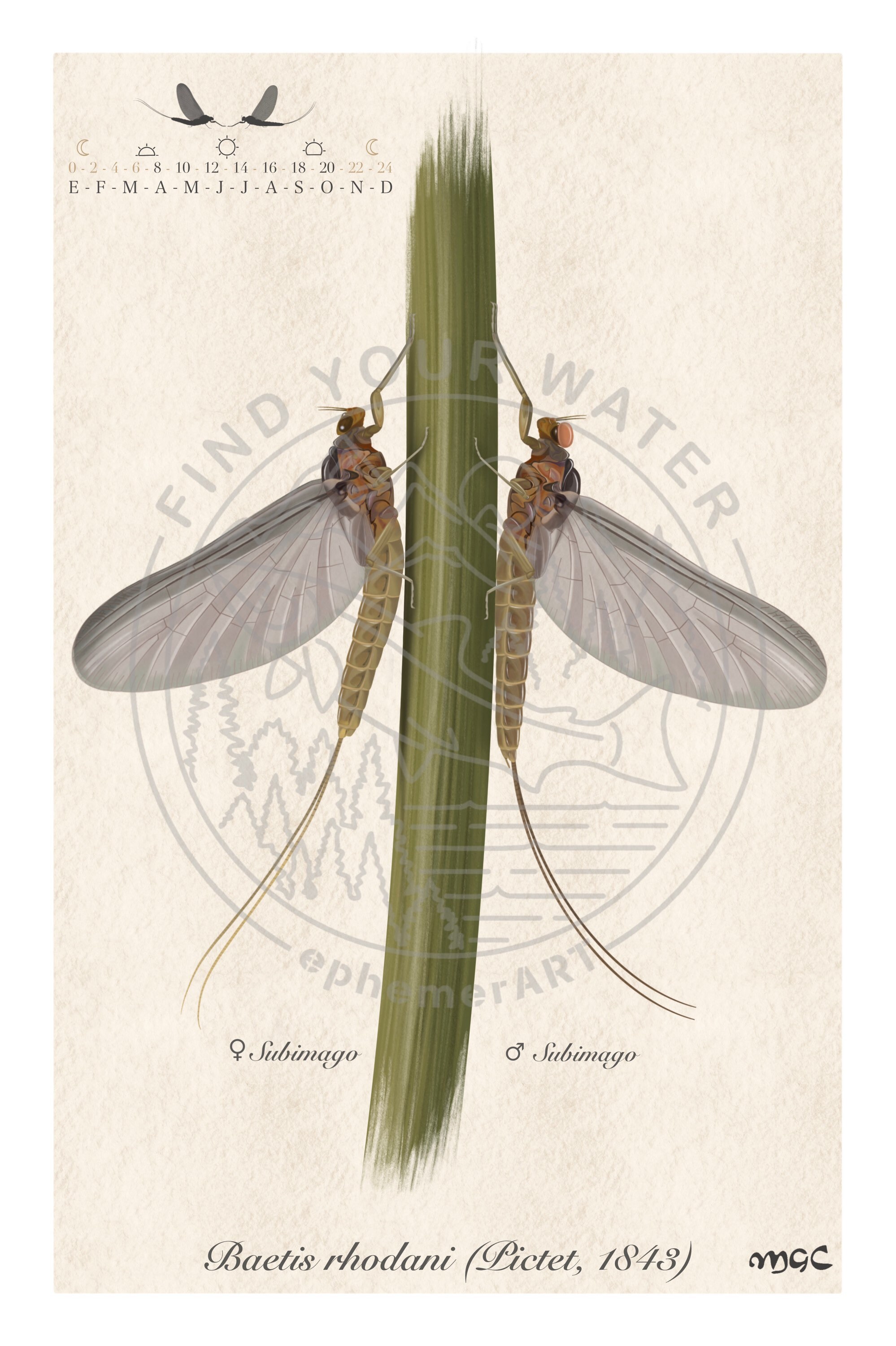 Illustrations in Group Ephemeroptera - Etsy