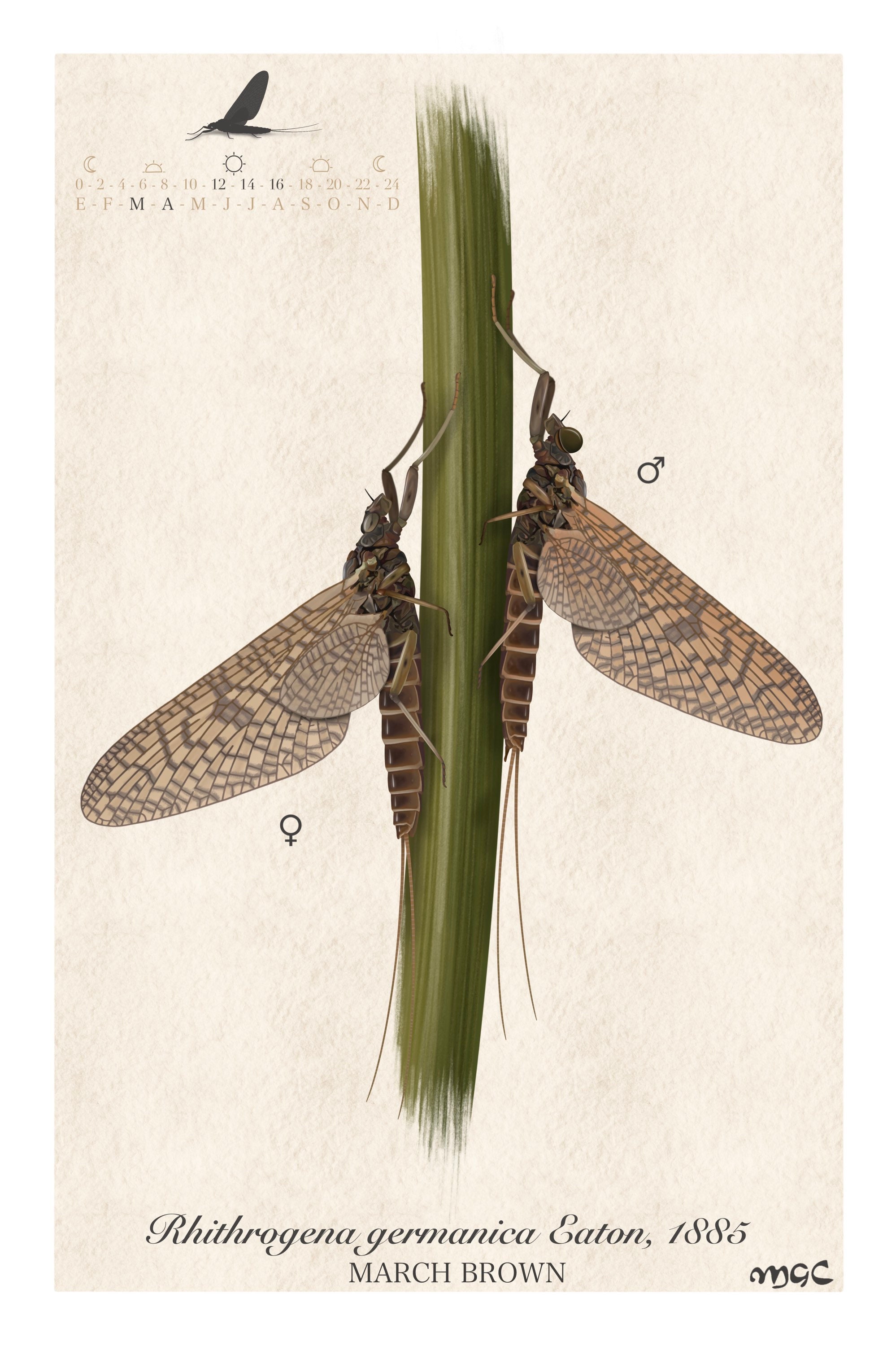 Illustrations in Group Ephemeroptera - Etsy