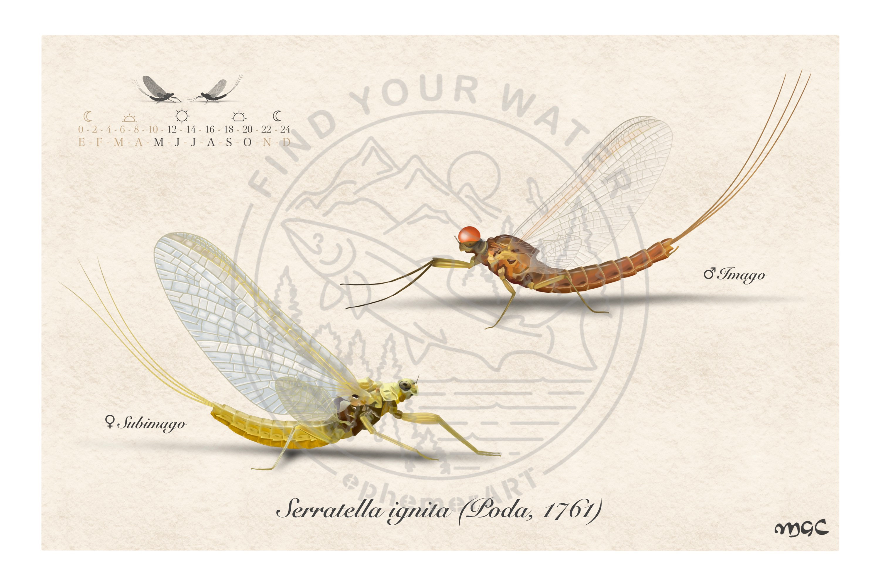 Ilustraciones en Grupo Ephemeroptera - Etsy España