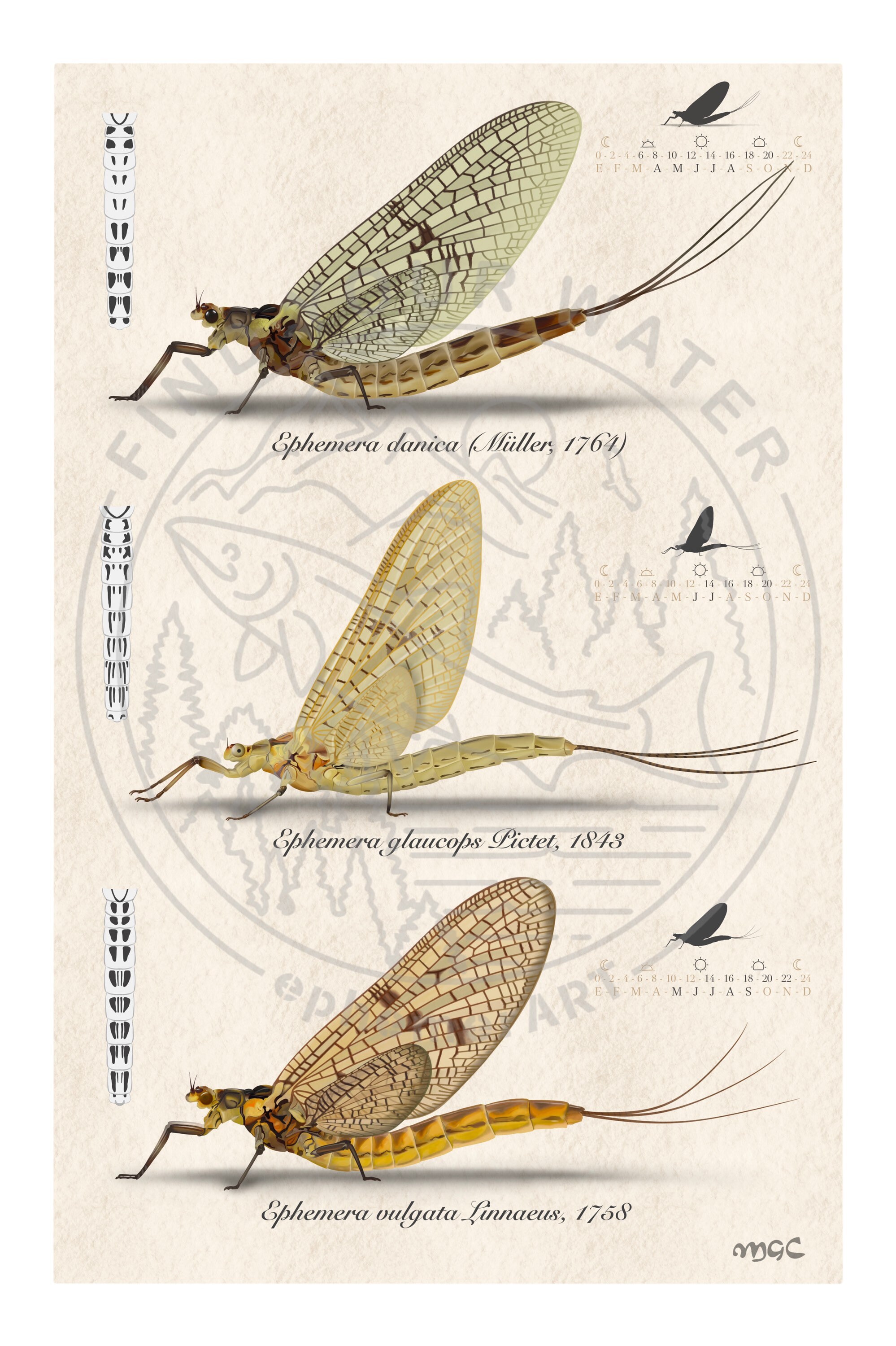 Illustrations in Group Ephemeroptera - Etsy